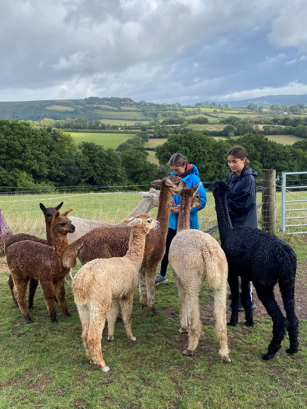Private Alpaca walking & cream tea experience Gift Voucher (2 adults ...